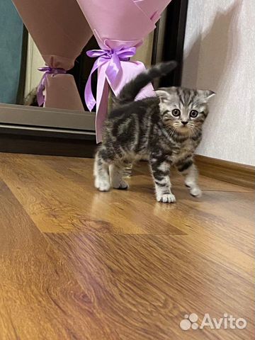 Шотландский вислоухий котенок