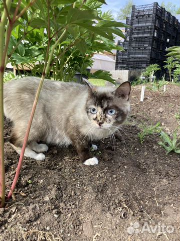 Кошка Румба