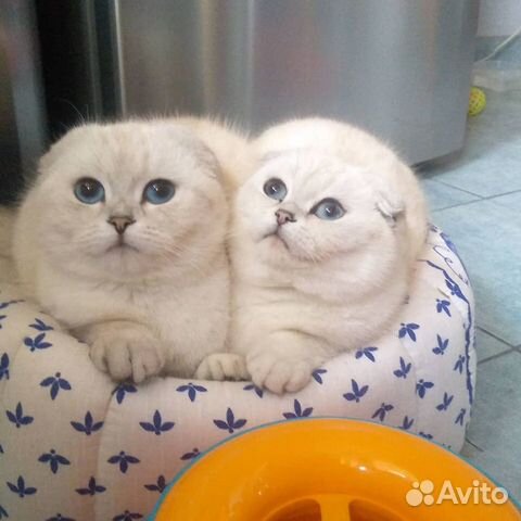 Шотландские котята
