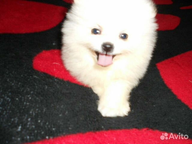 Померанский шпиц медвежьего типа