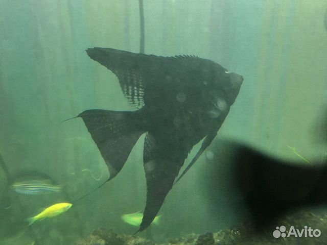 Скалярия черный бархат