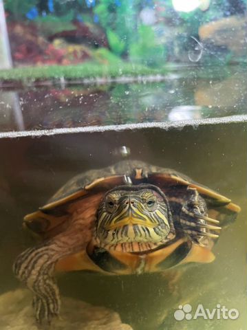 Черепаха
