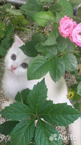 Вислоухие котята бесплатно