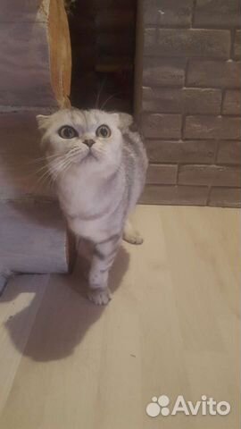 Шотландская вислоухая кошка