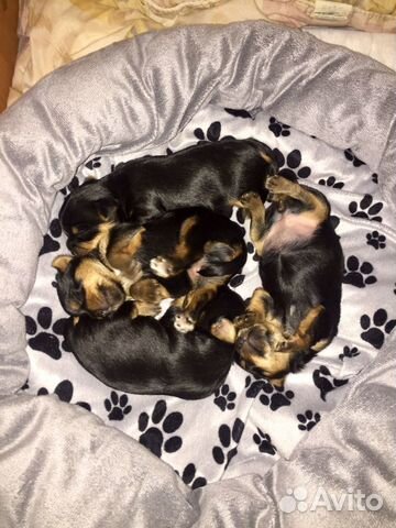 Продадим щенков мини йоркширского терьера