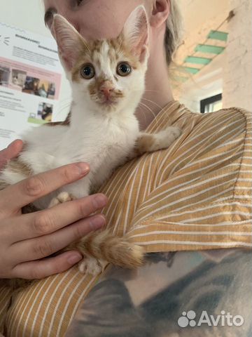 Котёнок рыжий нереальной красоты