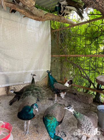 Продам индийских павлинов