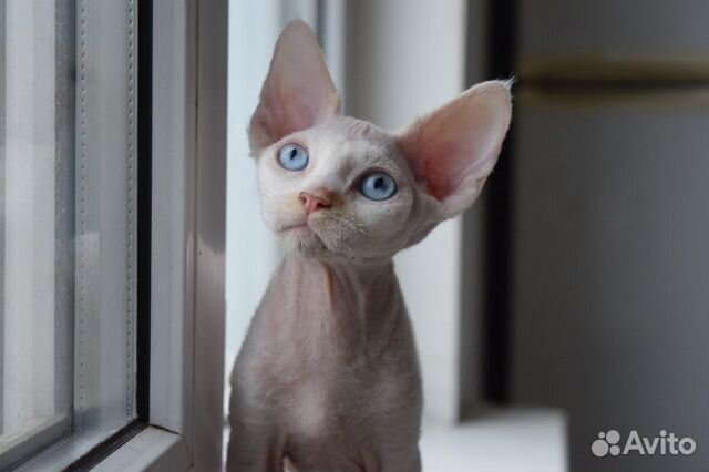 Девон рекс мальчики