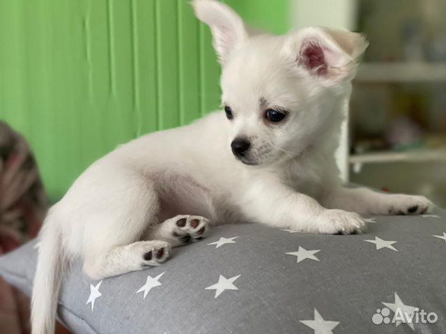 Щенок чихуахуа гладкошерстный мальчик