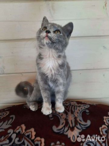 Котенок девочка Тигра