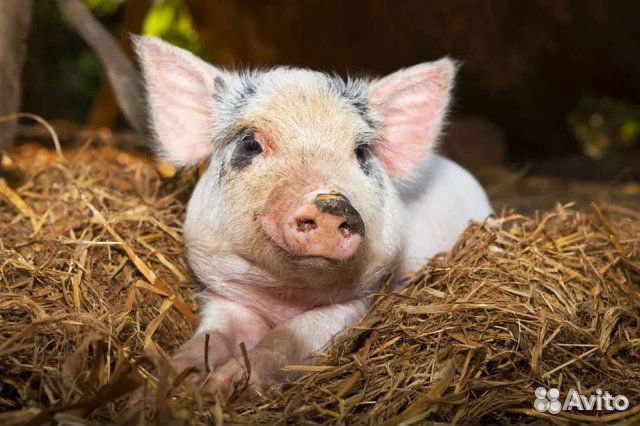 Свинина живым весом