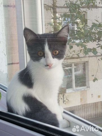 Котята в добрые руки бесплатно