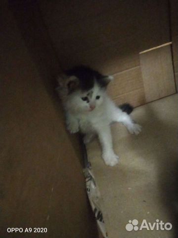 Прекрасные котятки в дар