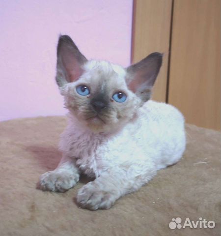 Голубоглазые девонята