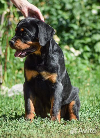 Продать щенка