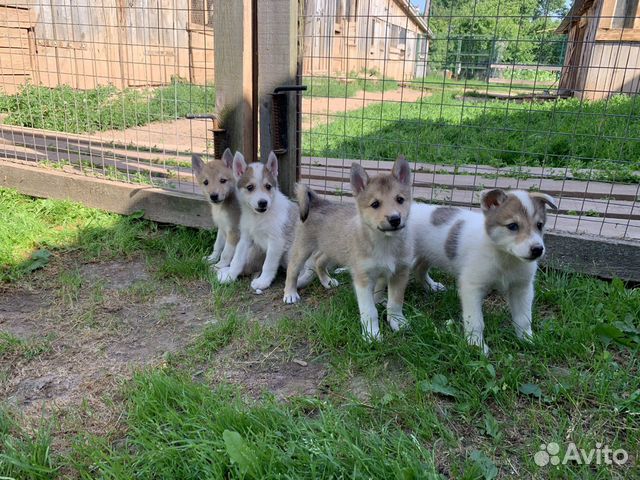 Щенки лзс
