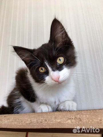 Чб коткнок в дар