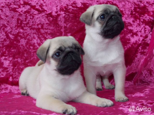 Жeмчужныe мопсята