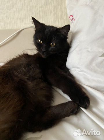 Кошка Чернышка