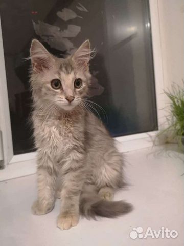 Кошечка