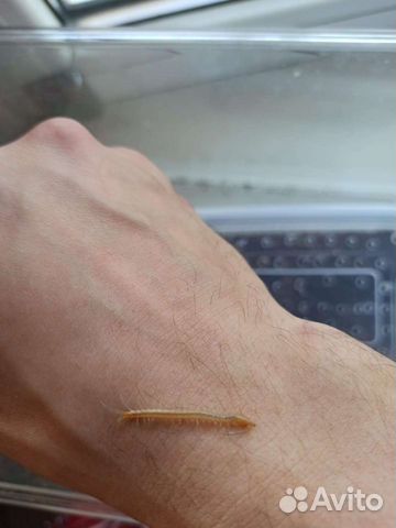 Сколопендра