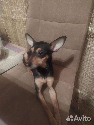 Мини той-терьер продажа