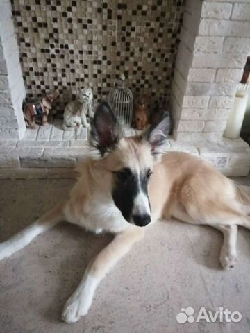 Замечательные щенки от породных родителейЭксклюзив