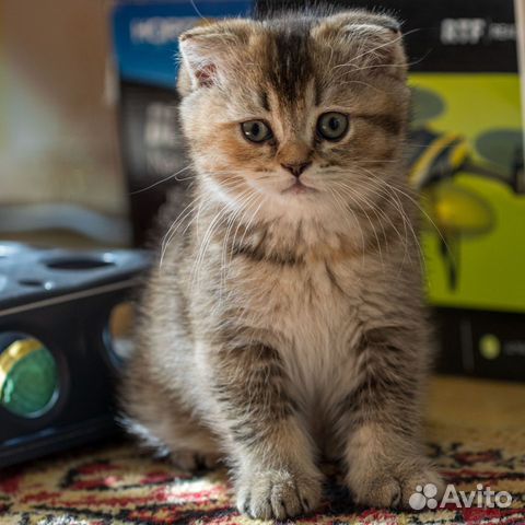 Элегантные шотландские котята