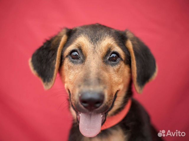 Черника ищет дом Щенок в добрые руки