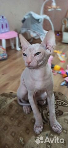 Донской сфинкс котенок