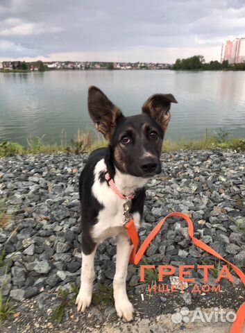 Г Р Е Т А ищет дом