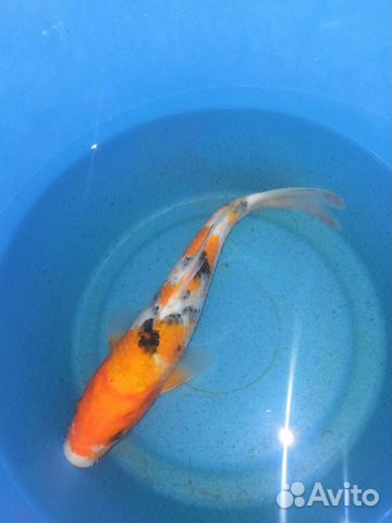 Золотистый карп рыбка