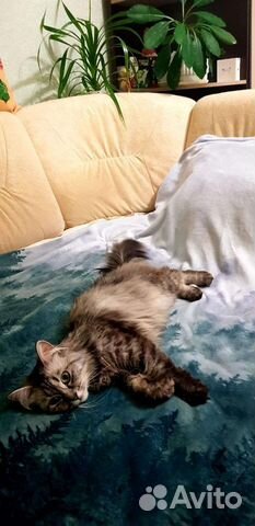 Найдена кошка советский район