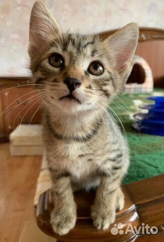 Возьмите котят домой