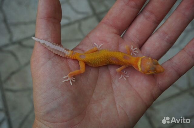 Эублефар Tangerine Bell Albino