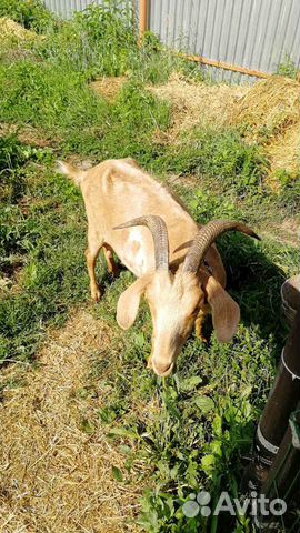 Коза нубийская