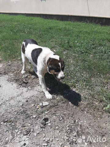 Среднеазиатская овчарка