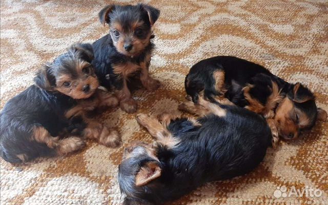 Кукольные Йорки