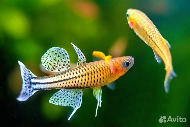 Аквариумные рыбки в хорошие руки