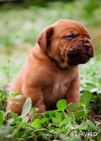 Брутальные мальчики бордосы