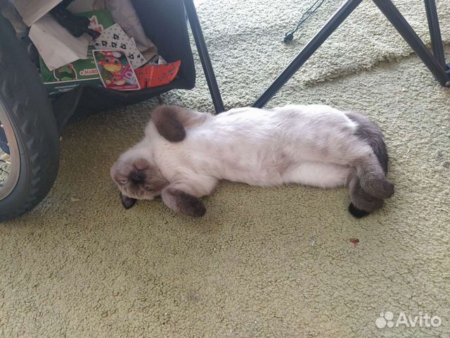 Отдам котят в добрые руки (смесь Невская маскарадн