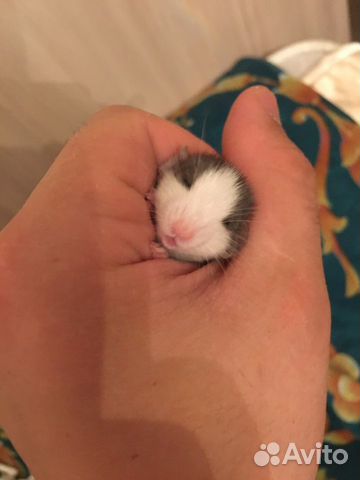 Крысята Дамбо