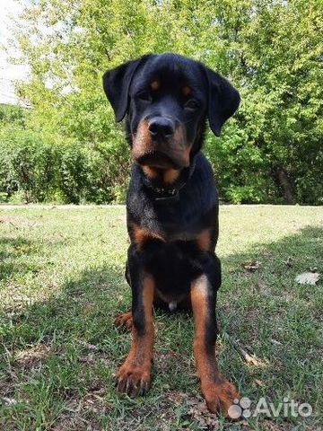 Щенок ротвейлера 5 месяцев