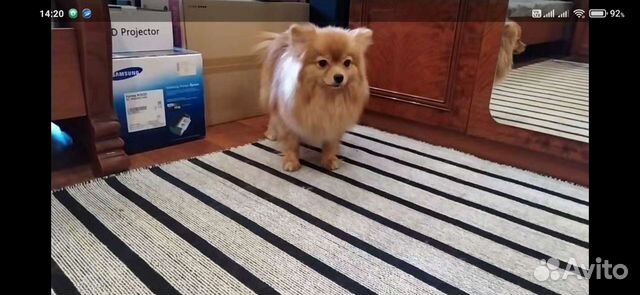 Маленькая собака