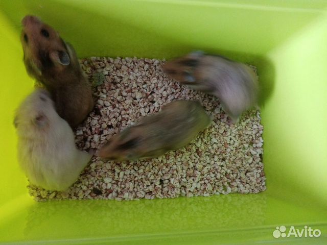 Сирийские хомячки