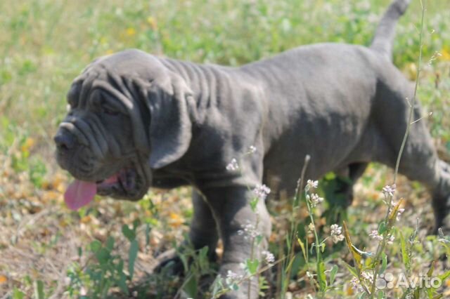 Дети мастино