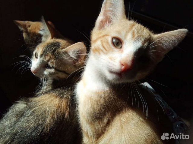 Котята в семью