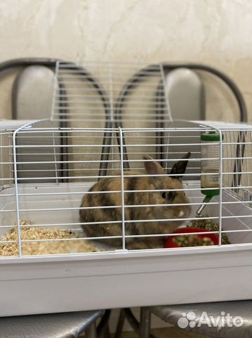 Декоративные кролики