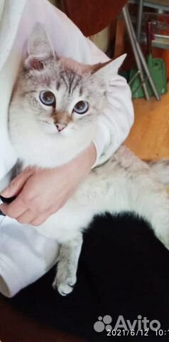 Шикарная породистая кошечка ищет дом