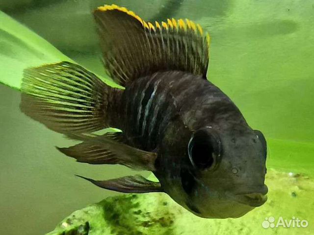 Акара голубовато-пятнистая (лат. Aequidens pulcher